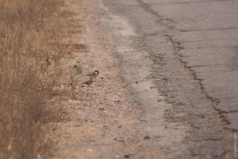 Păsări din Moldova: A opta expediţie la Goian