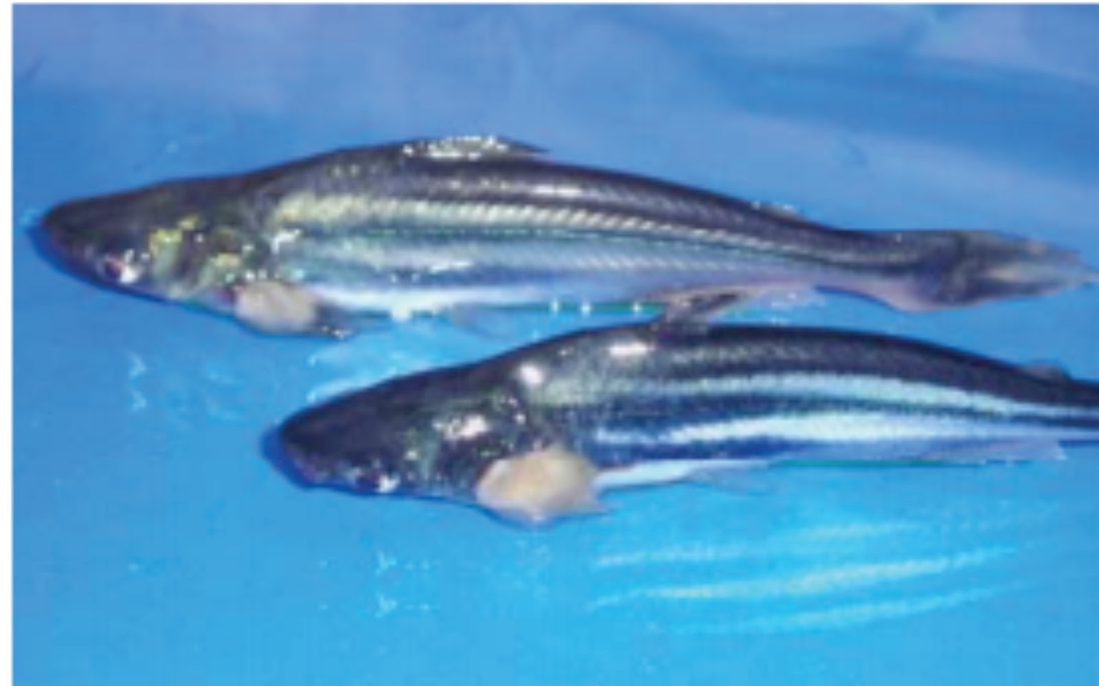 Penyakit Fungal Jamur Pada Ikan Saprolegnia Sp Lalaukan