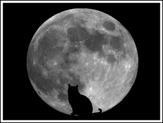 FABULO: LE CHAT ET LA LUNE