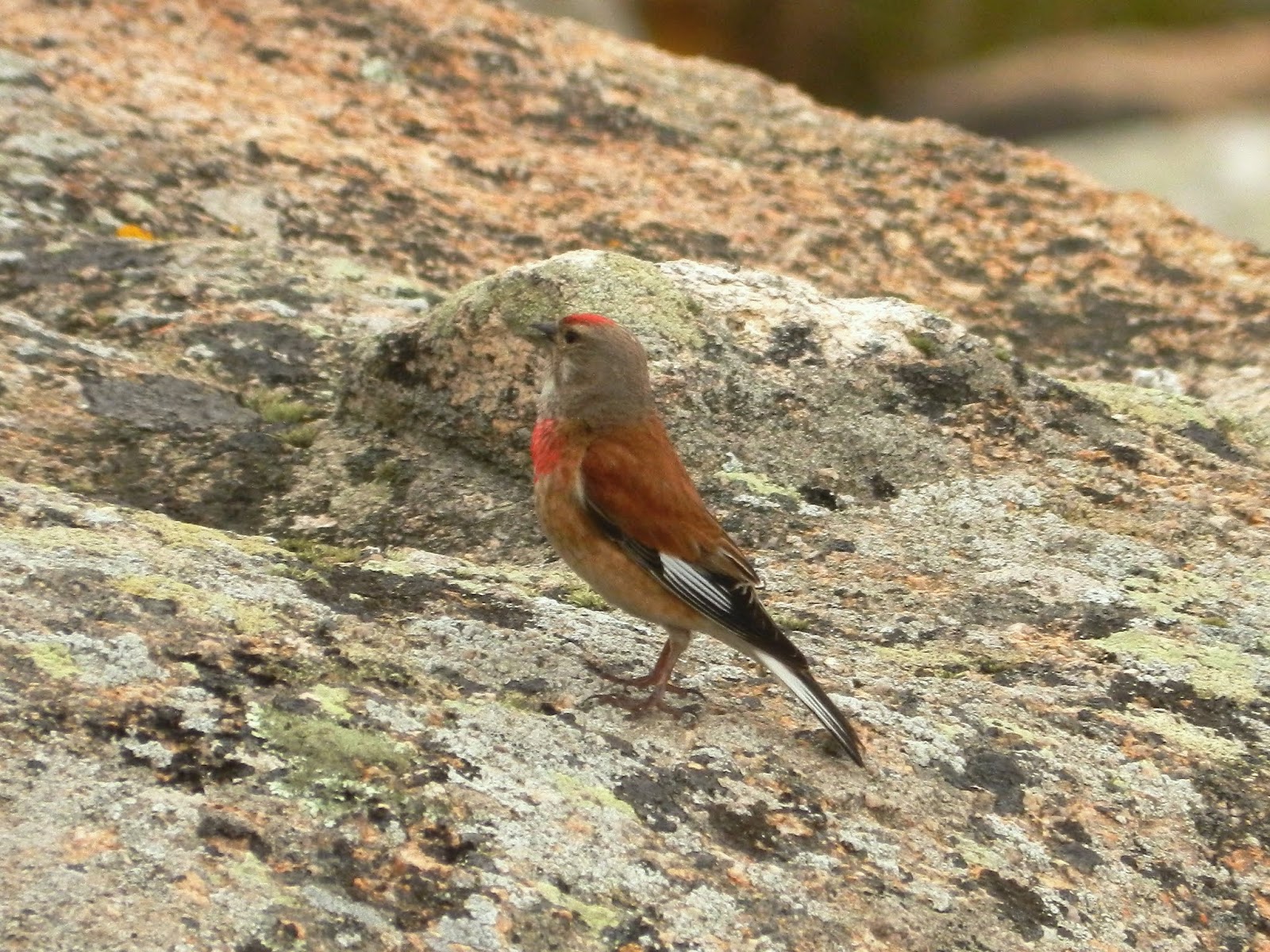 AVES DE ANDALUCÍA: Pardillo Común
