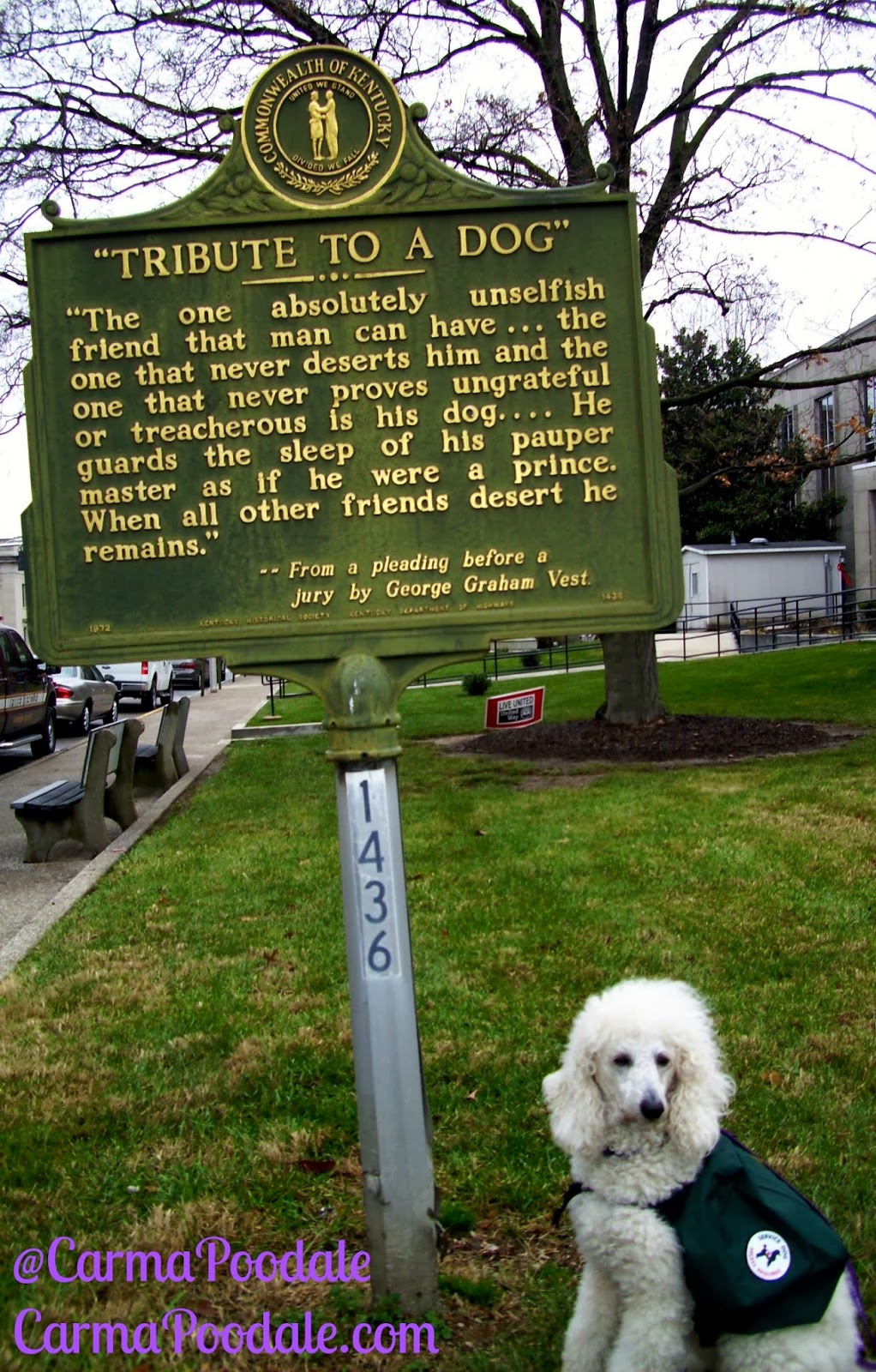 Carma Poodale : WW-A Tribute To A Dog