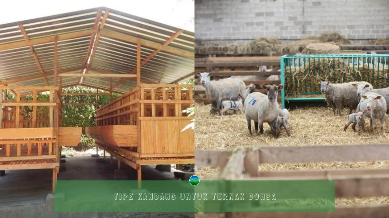 Tipe Kandang Untuk Ternak Domba