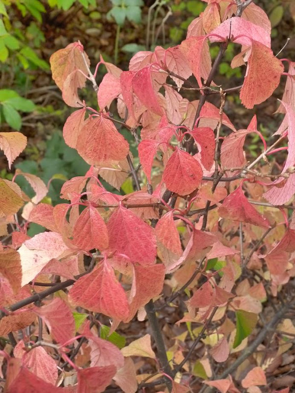 Les Pins Noirs: Acer Hersii, Cornus kousa "Great Star" ou Viburnum "Huron"
