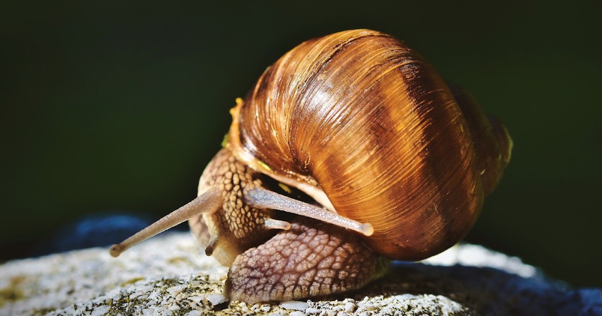 The Snail - English for Kids