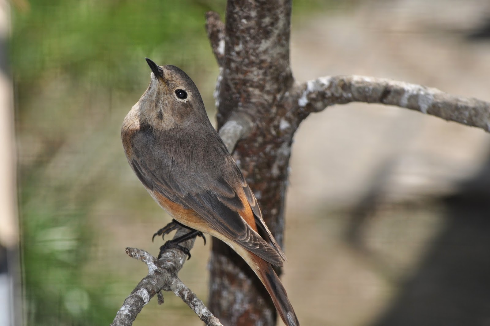 ZOOTOGRAFIANDO (5.836 ANIMALS): COLIRROJO REAL / COMMON REDSTART ...