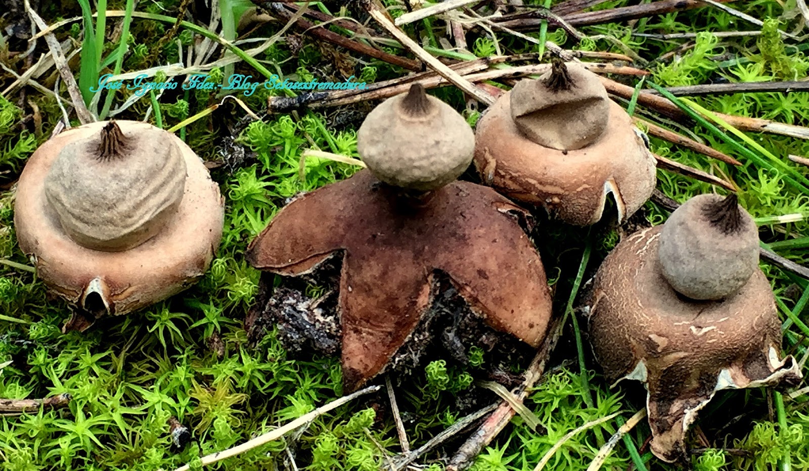 Setas Extremadura : Geastrum schmidelii- ( Geastrum Nanum)
