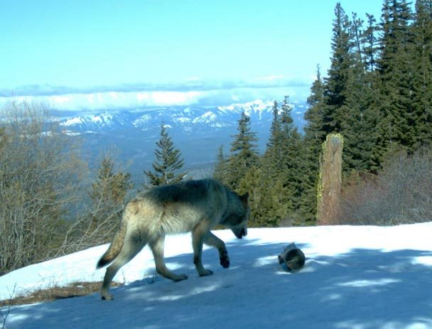 Wasteland Northwest: Wolves Making Strides in Central Washington
