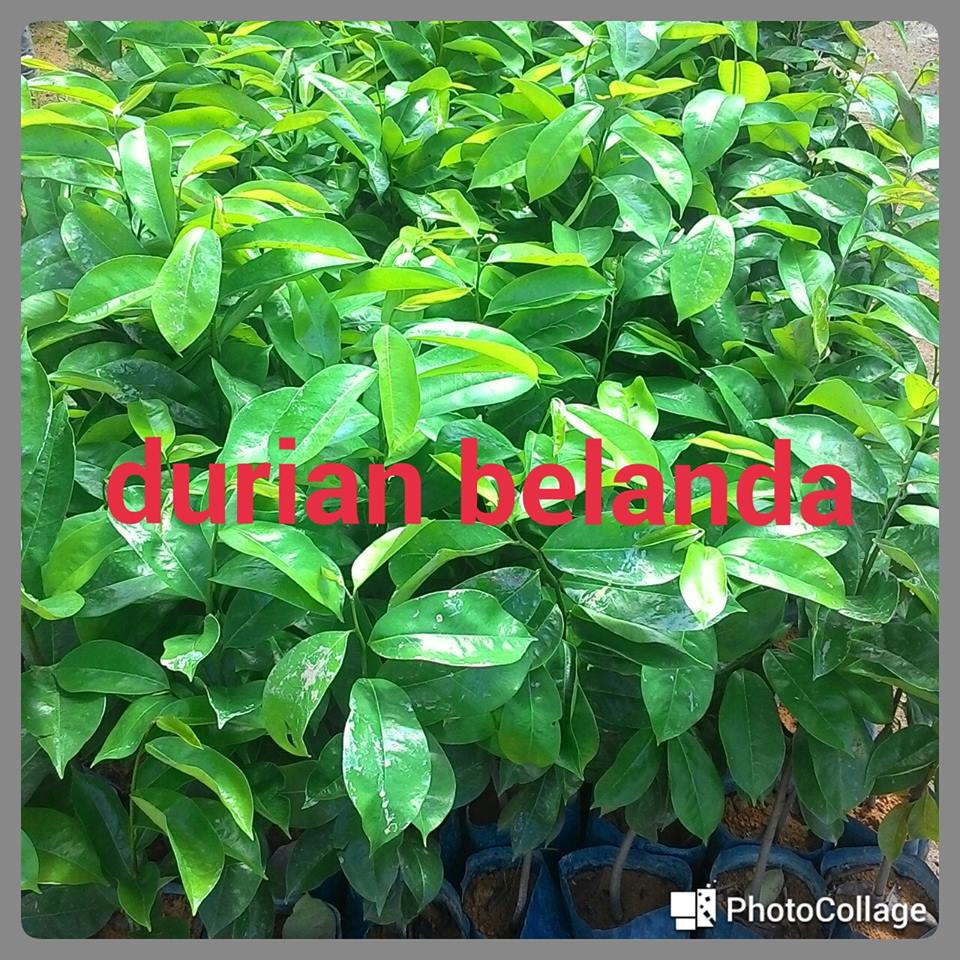 D'LAMAN HIJAU NURSERY: TANAM POKOK DALAM PASU