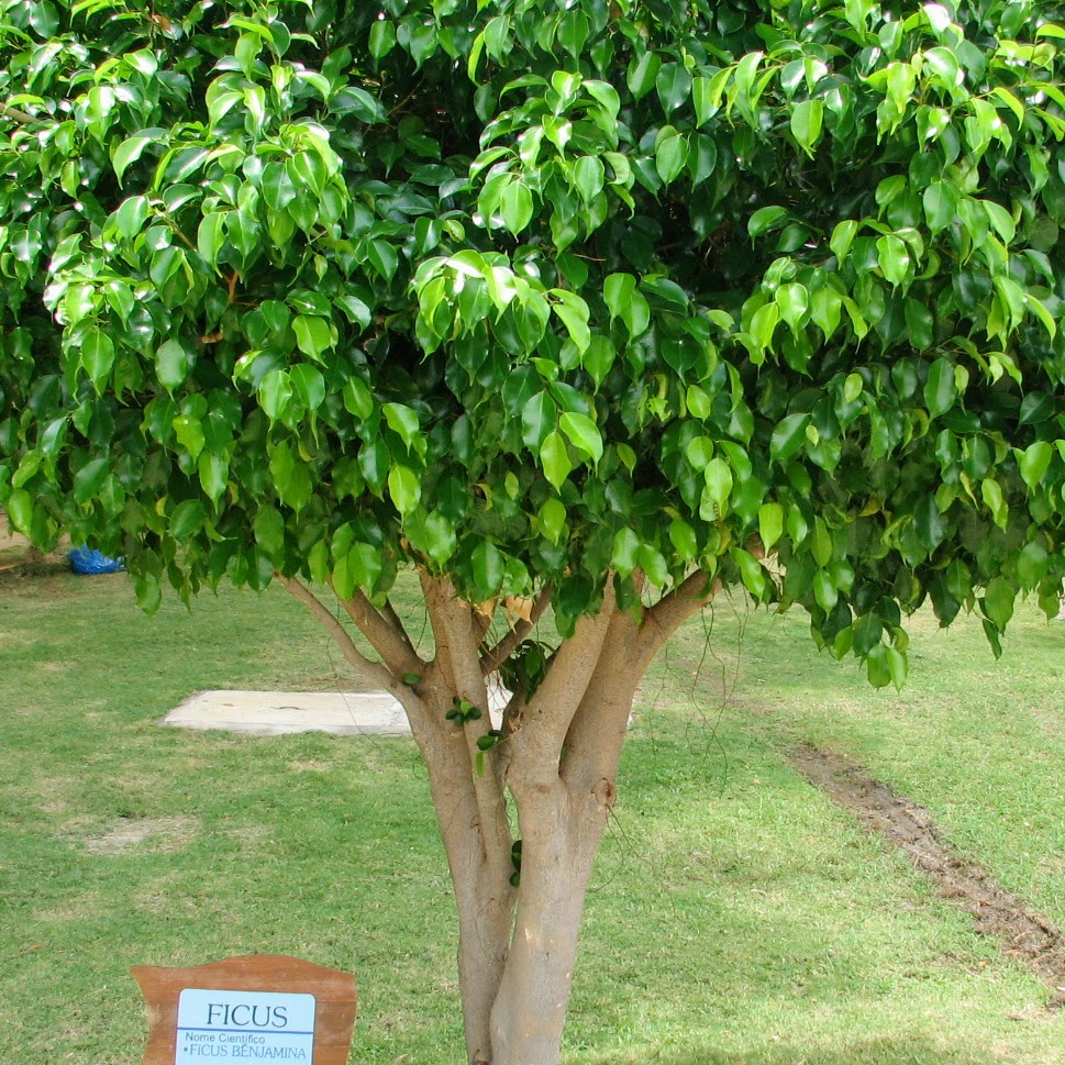 "Verdade//aspas" : 👪 Moraceae (Ficus benjamina)