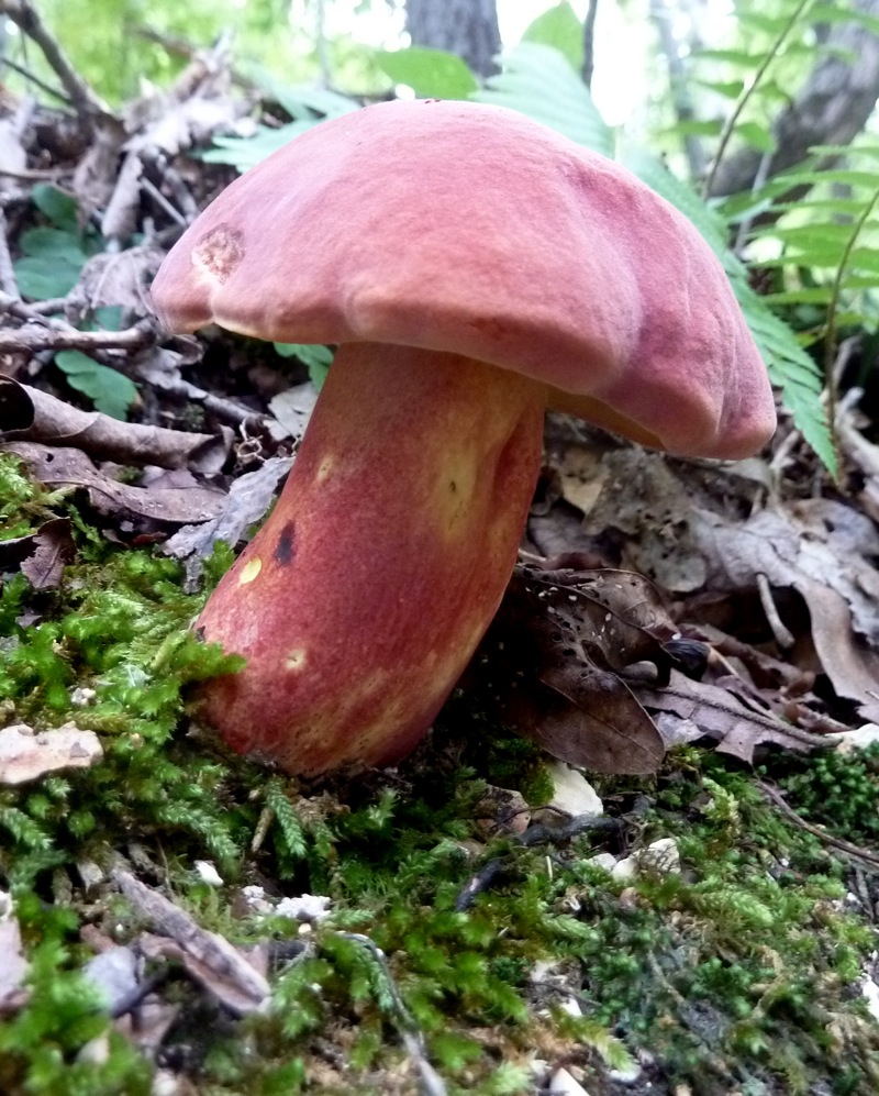 Springfield Plateau: Mushrooms of August