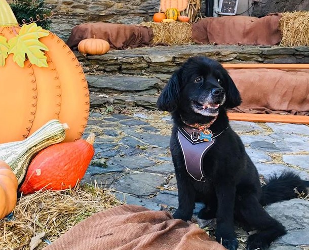 Cocker Spaniel Adoption Center Blog: 2020
