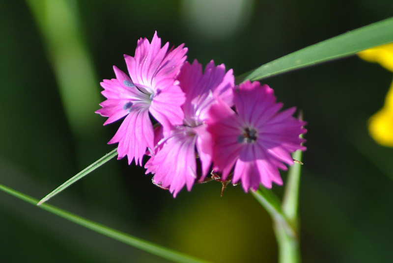 In linii mari: Garofite salbatice (Dianthus ...)