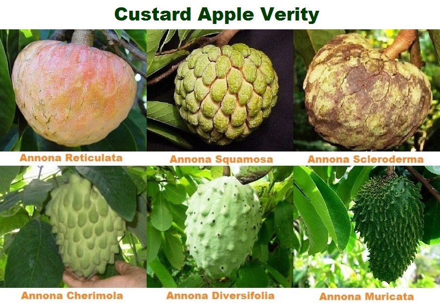 healthy foods and fruits : African custard-apple