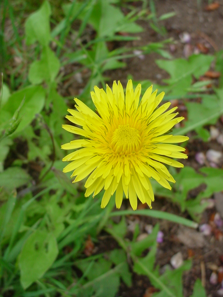 Garden of Discovery: Weedy Wednesday: Is That A Real Dandelion?