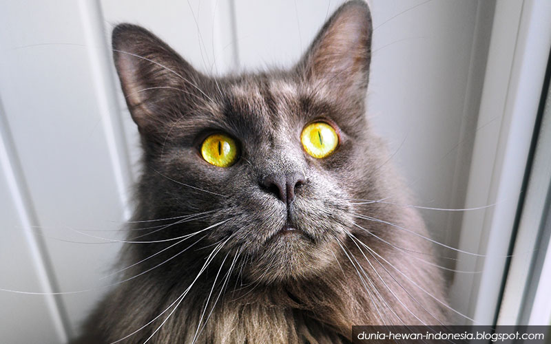 Pecinta Kucing? Simak Rekomendasi Jenis-Jenis Kucing Populer Untuk ...