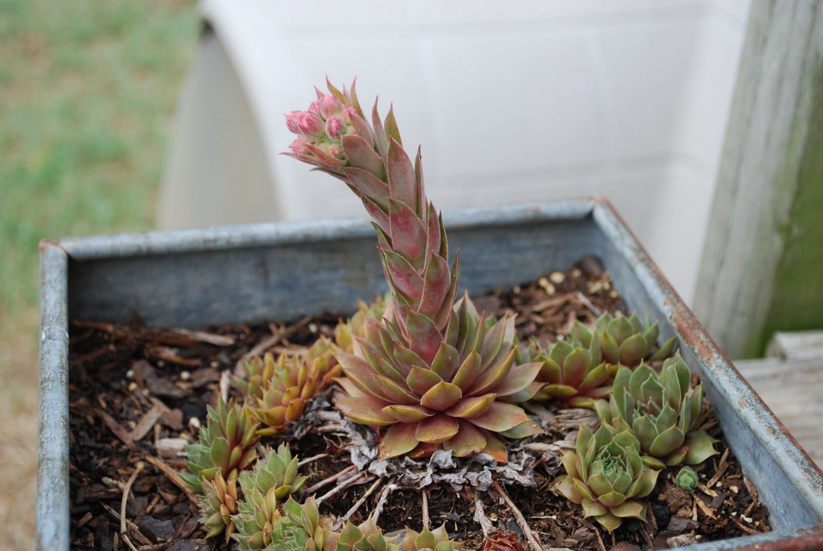 our Uncity life: Sempervivum tectorum