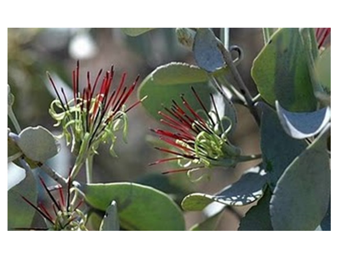 tropicalia: "flora de Angola"