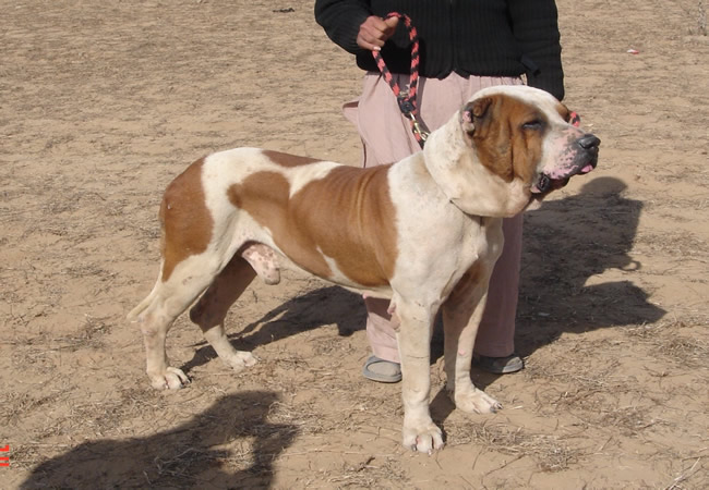 Bully Kutta, una raza singular - El Corral Online