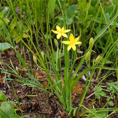 Catalogue of Organisms: Star-Grass