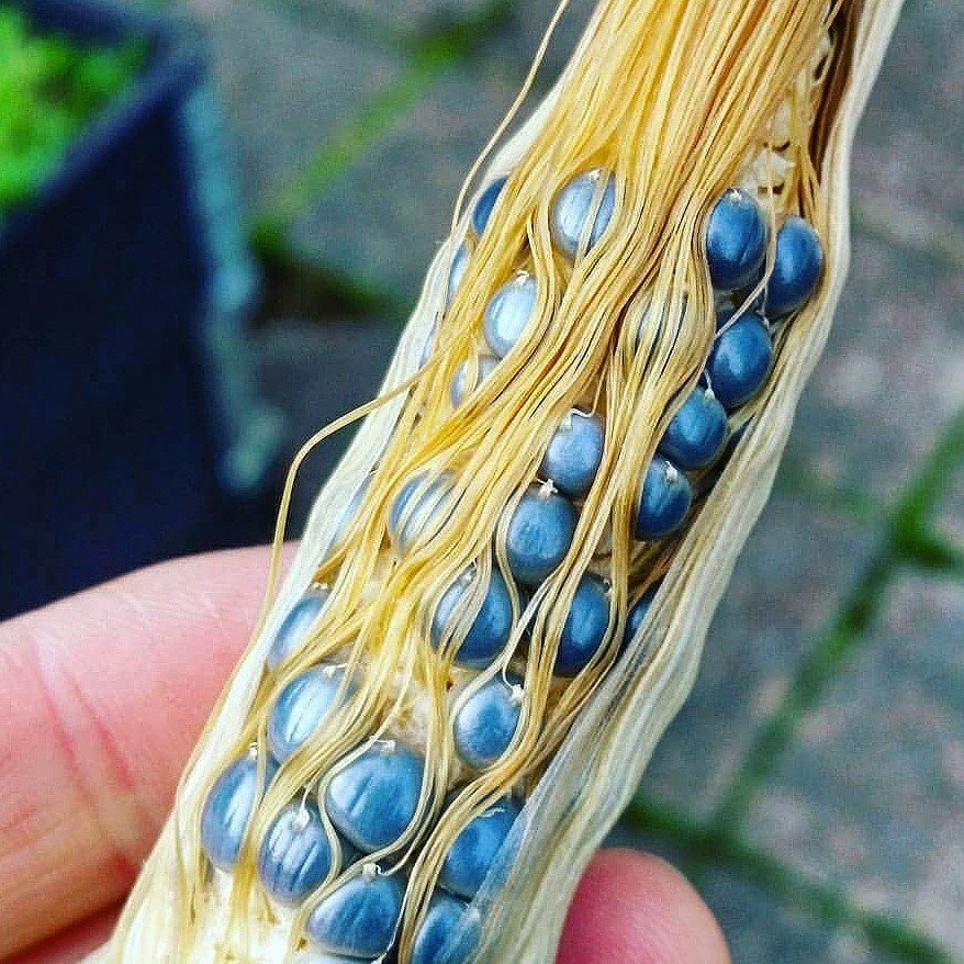 Farbror Grön: Blå popcornmajs