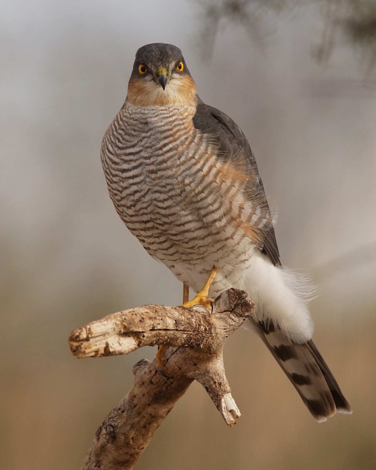 Pasión por las aves: Gavilán común,(Accipiter nisus)