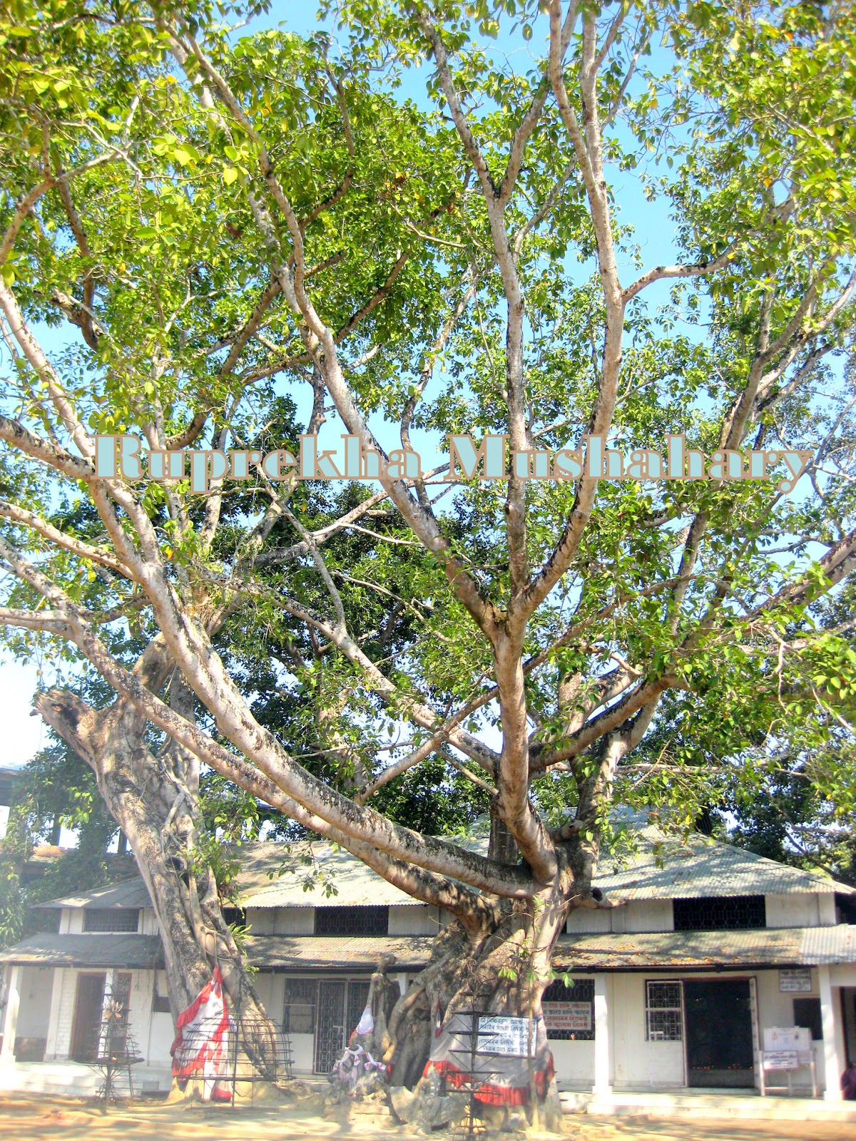 Feelings: Dhekiakhowa Bor Namghor