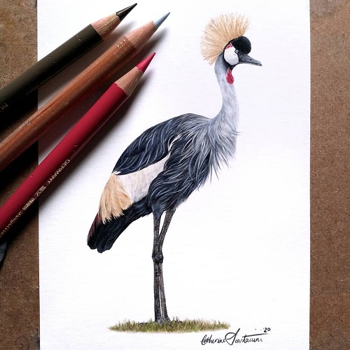 My Owl Barn: Wildlife Drawings By Catherine Scartaccini Of CSIllustrator