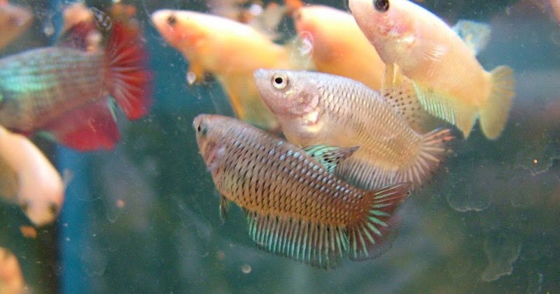 How Long Do Betta Fish Live? Average Betta Fish Life Span ~ Nice Betta