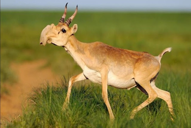 These are the most weird animal on earth :You would not have been seen ...