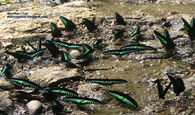 Kids EXPLORING: Rafflesia and Raja brooke at the Ulu Geroh National Park