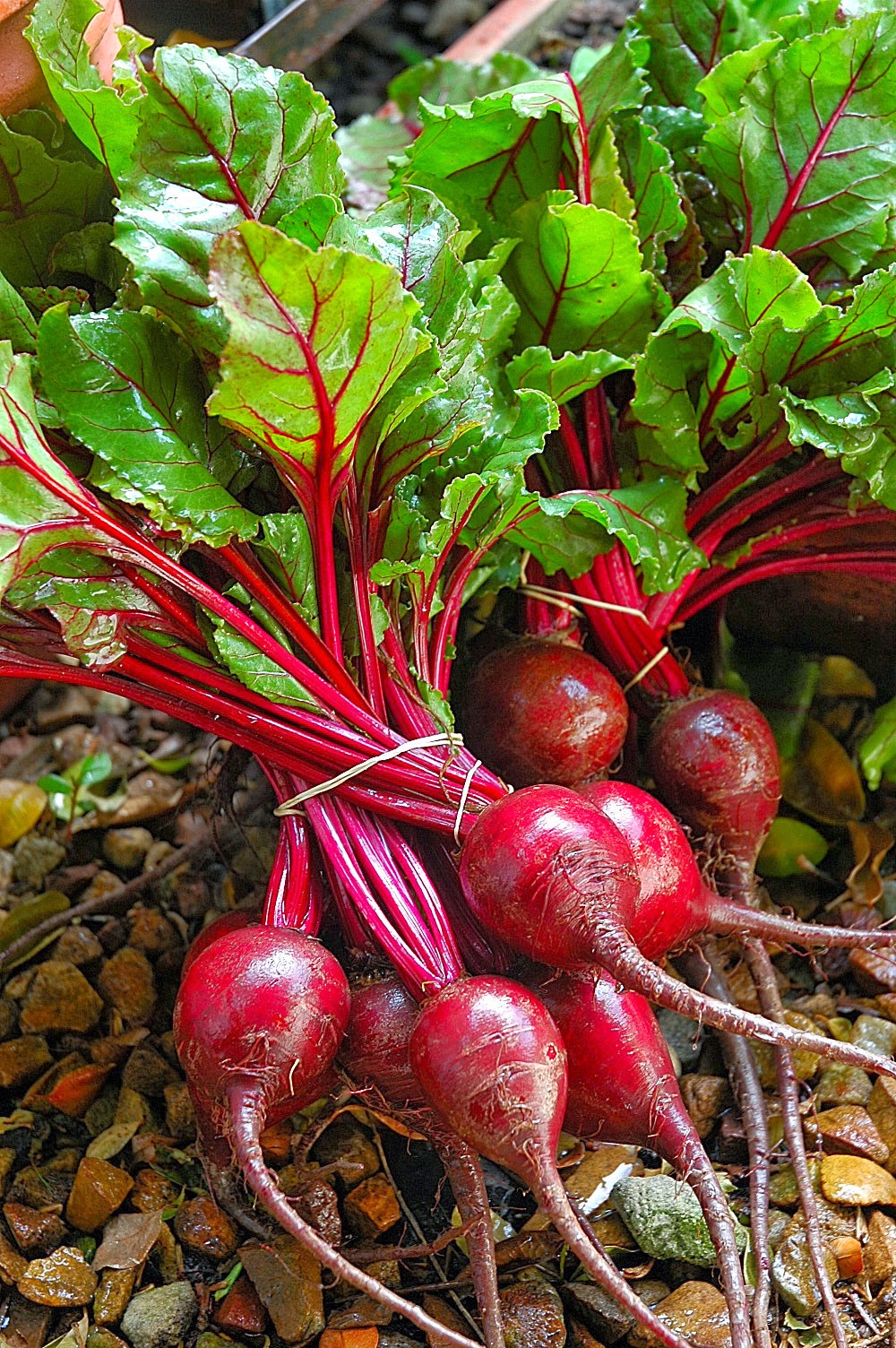 Kajoran Blogspot: KHASIAT UMBI BIT