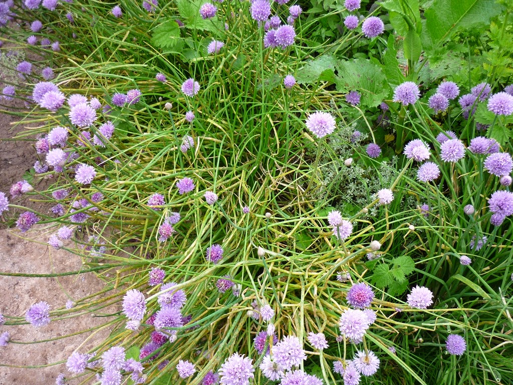 An English Homestead: Chive Rust
