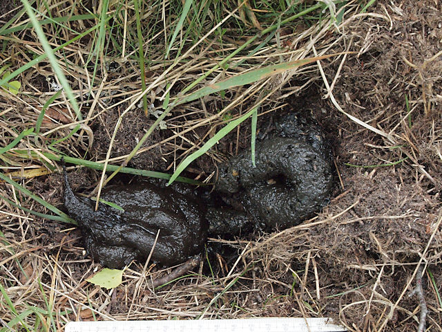 Badger Droppings Identification