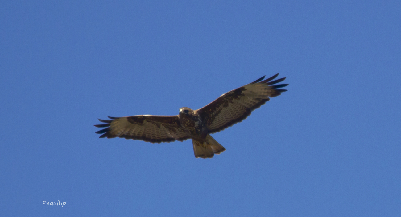 Paqui.blog de naturaleza: RATONERO COMÚN (BUSARDO RATONERO)