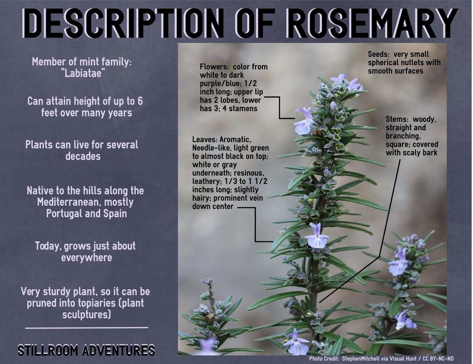 Rosemary--The Ultimate Guide