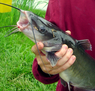 SABOR DE PESCA: Bagre, Jundiá ou Cat fish ao molho de tomates e pimentões