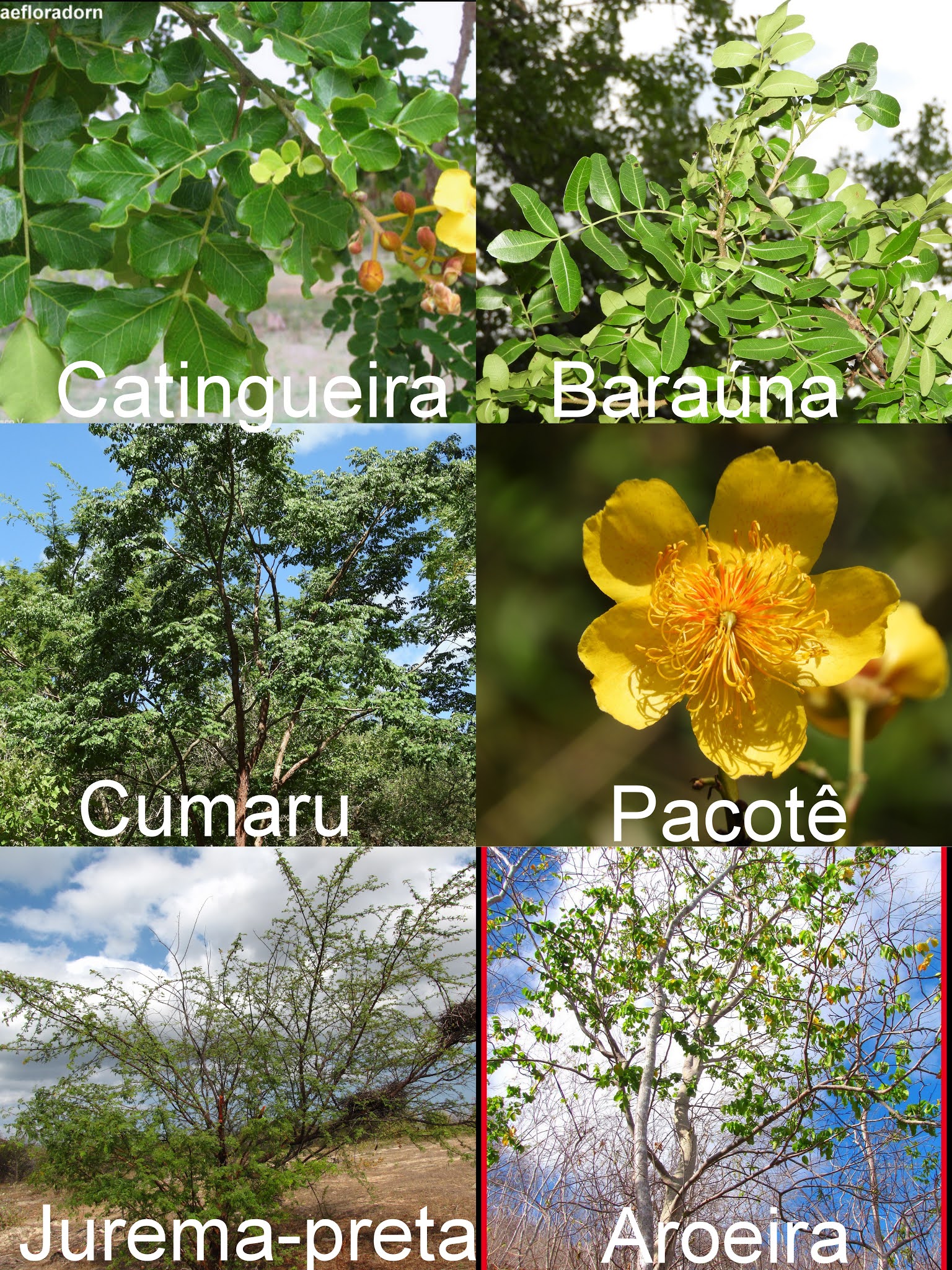 FAUNA E FLORA DO RN: Árvores da Caatinga: Lista das principais espécies ...
