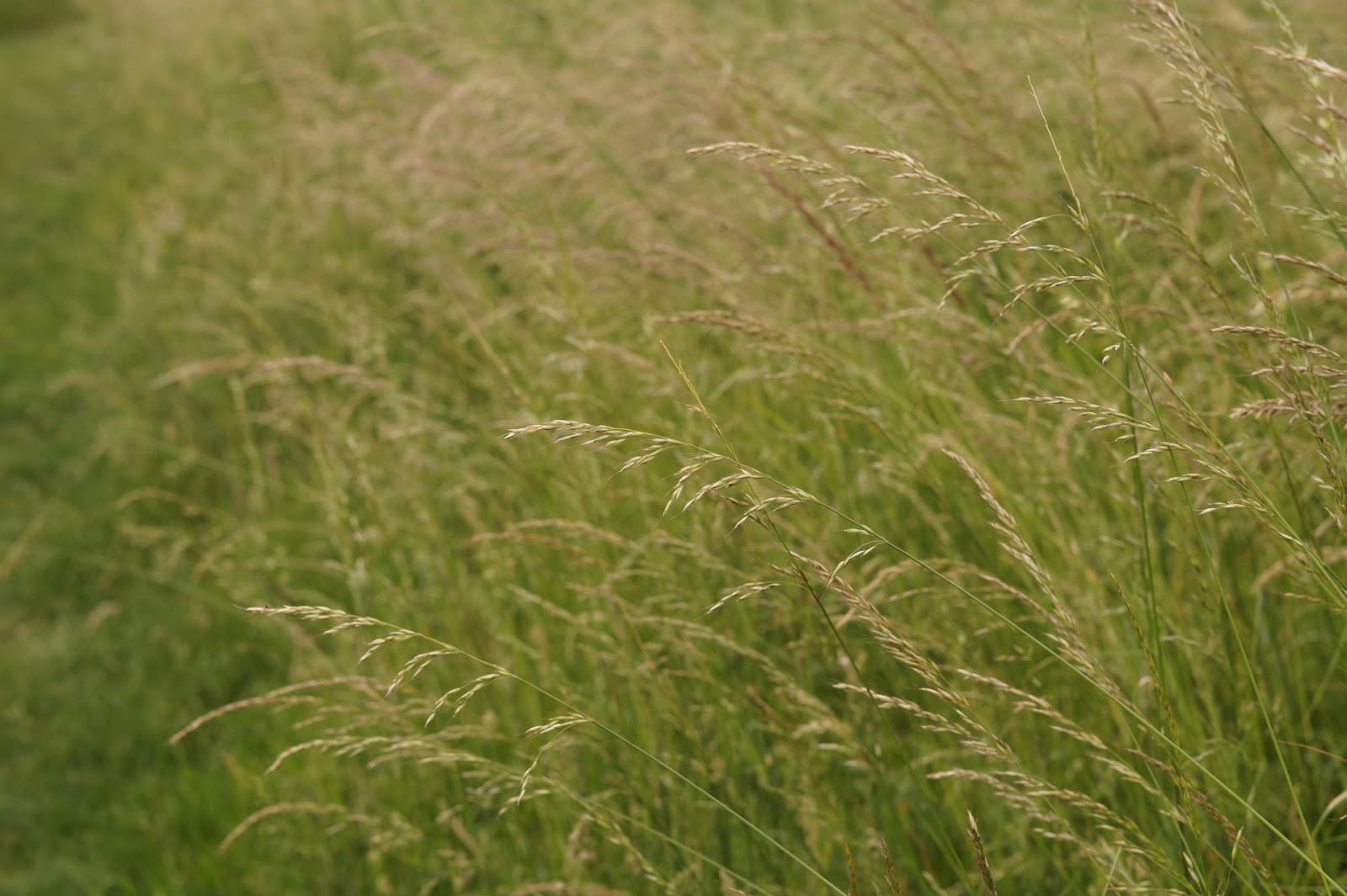 The Whispering Long Grass Sophie In The Sticks the-whispering-long-grass-sophie-in-the-sticks