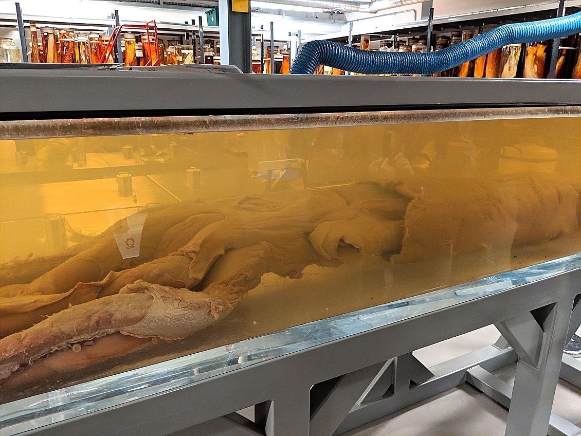 OTIS (Odd Things I've Seen): Titans of Biology: Archie the Giant Squid ...