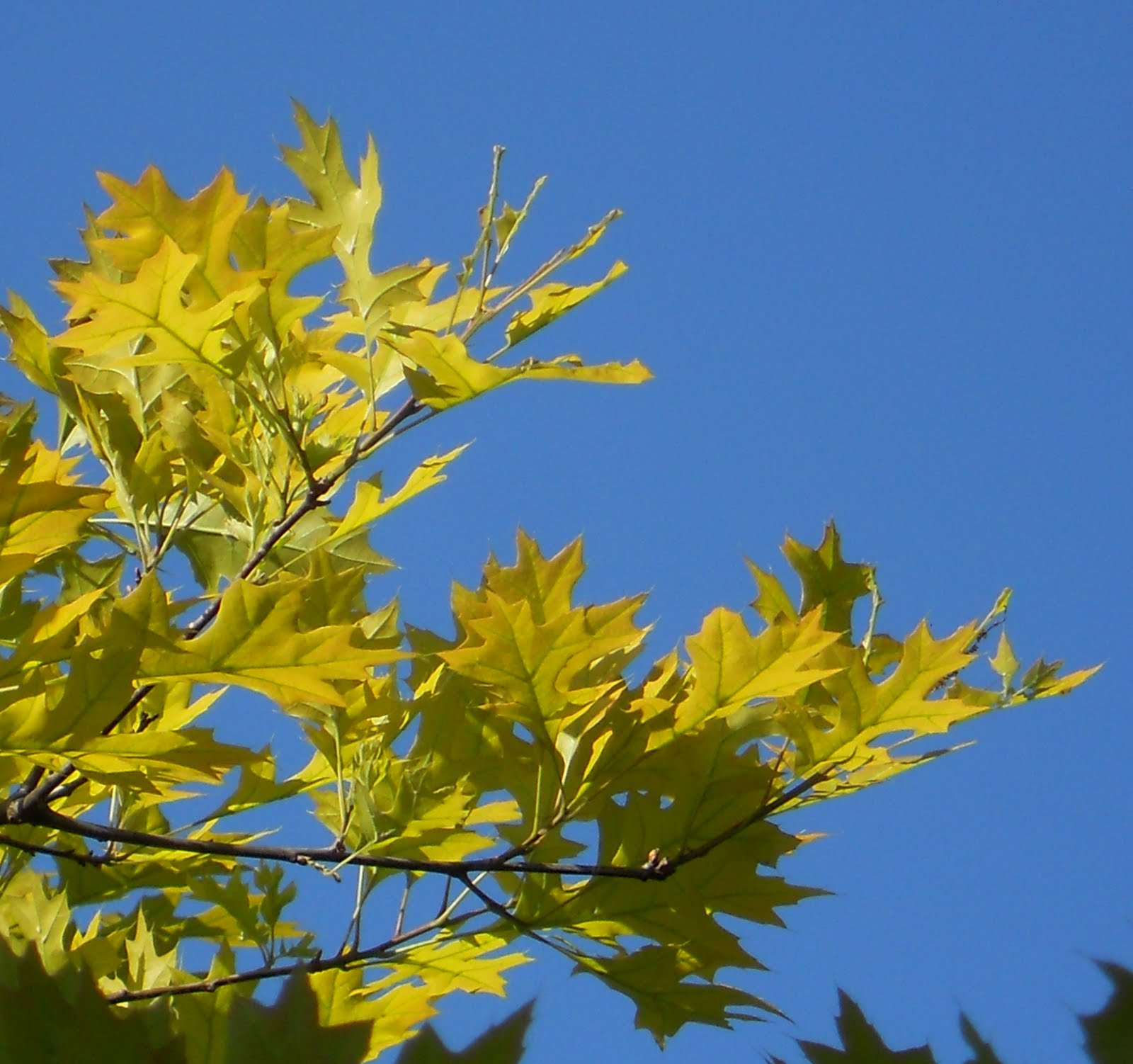 Lilac Gate: Golden Oak Tree
