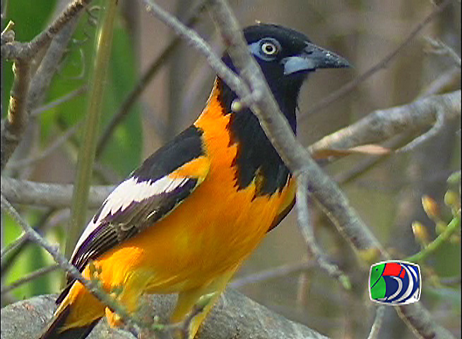 POR AMOR A VENEZUELA: EL TURPIAL