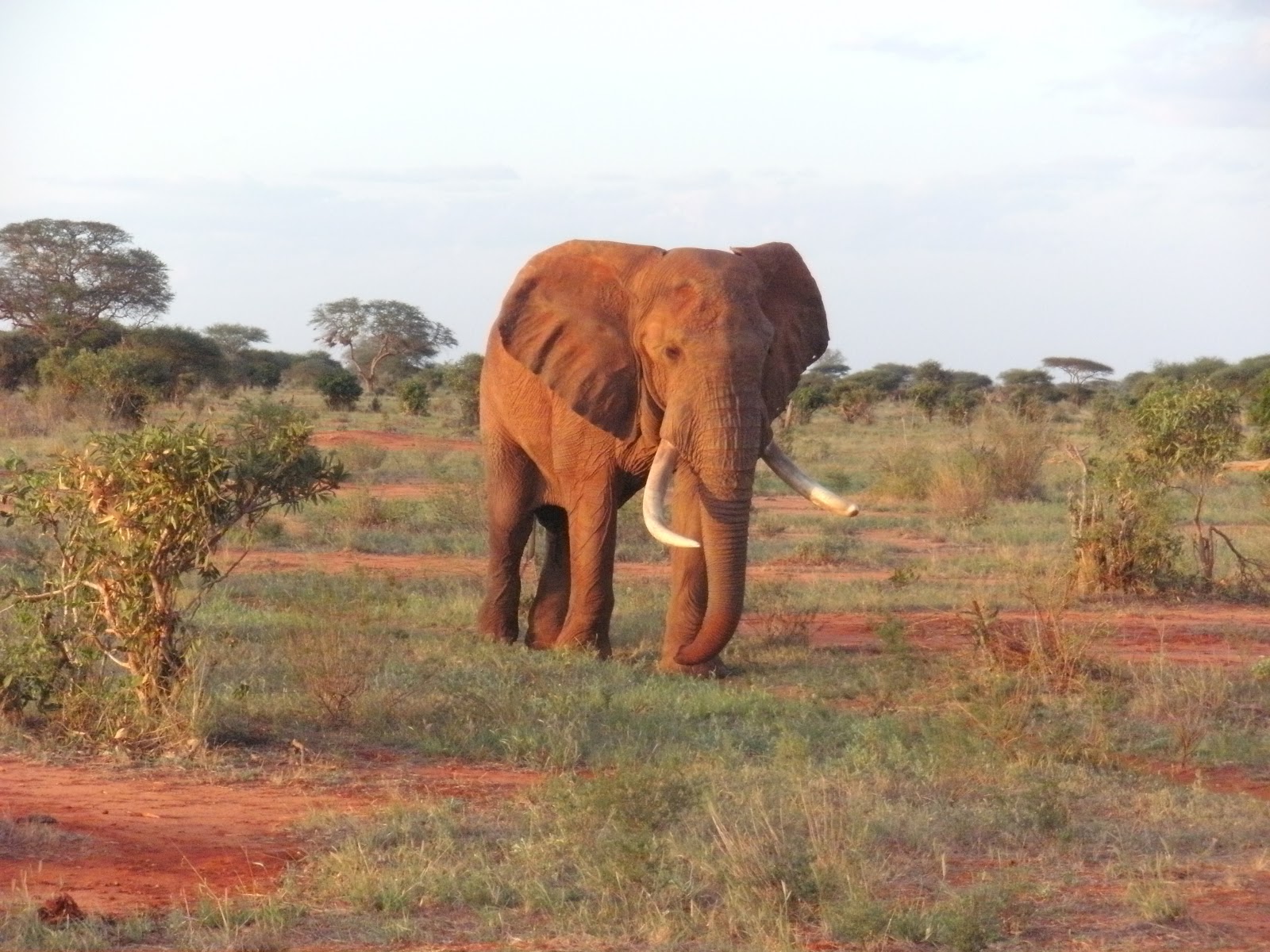 Jambo na karibu - Andi katika Kenya: Ein Kapitel geht zu Ende; ein ...