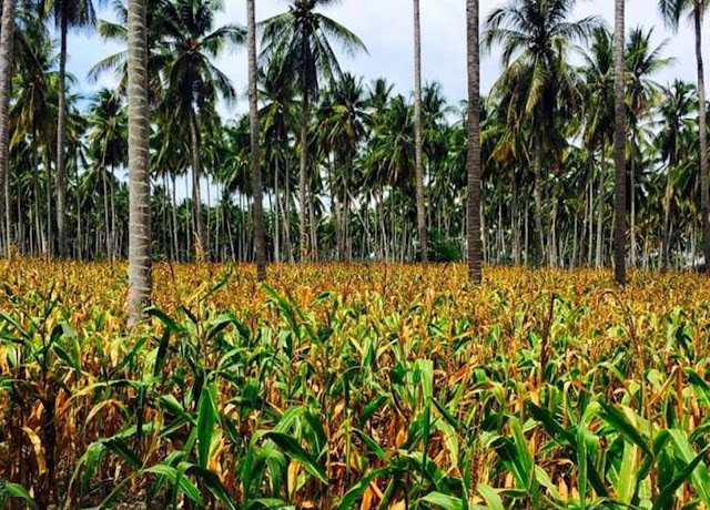 What are the Types of Agroforestry?