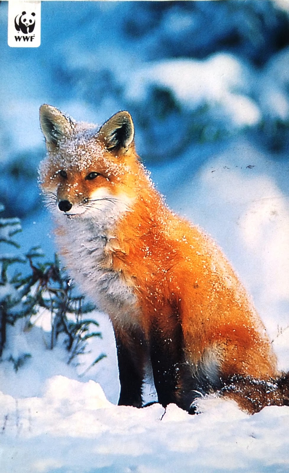 Namaste Postcards: Finland: Red Fox