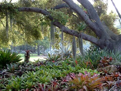 Bromeliads (With images) | Shade landscaping, Bromeliads, Backyard ...