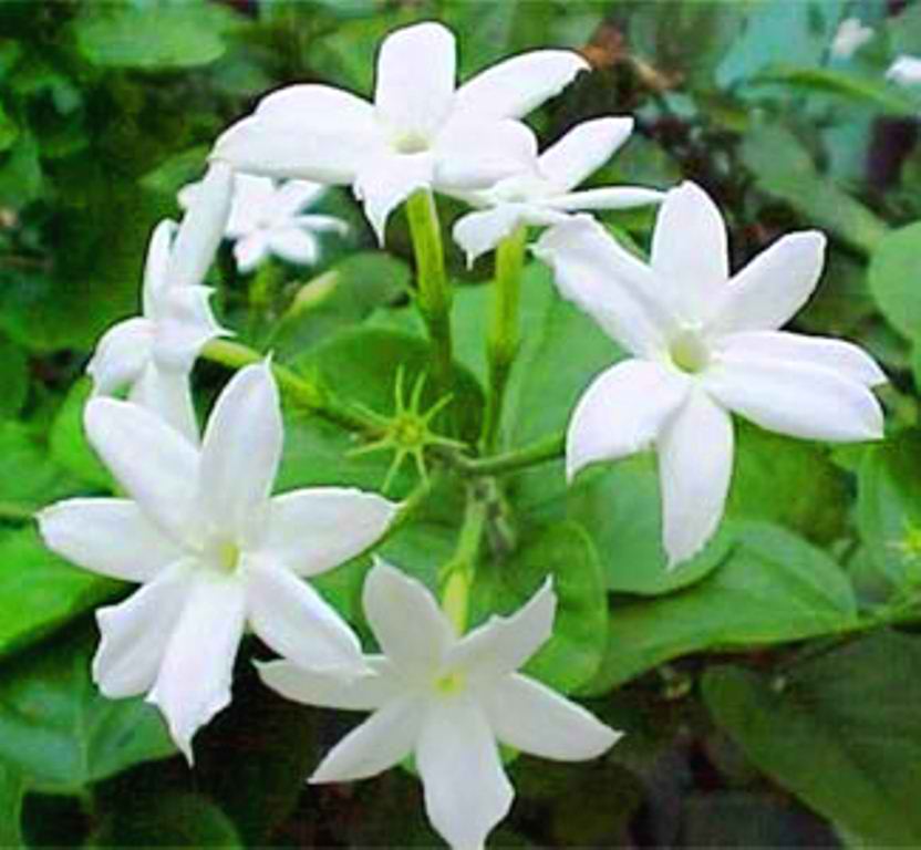 Flowers around the world: The National Flower Every country (I)