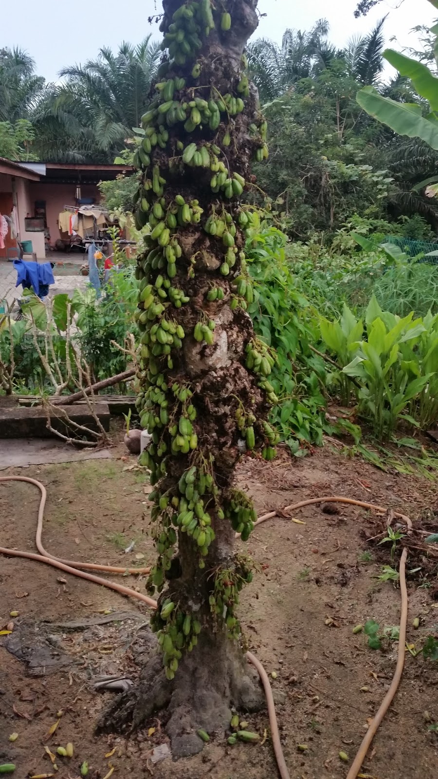 Warisan Petani: Belimbing Buluh : Hijau vs Kuning.