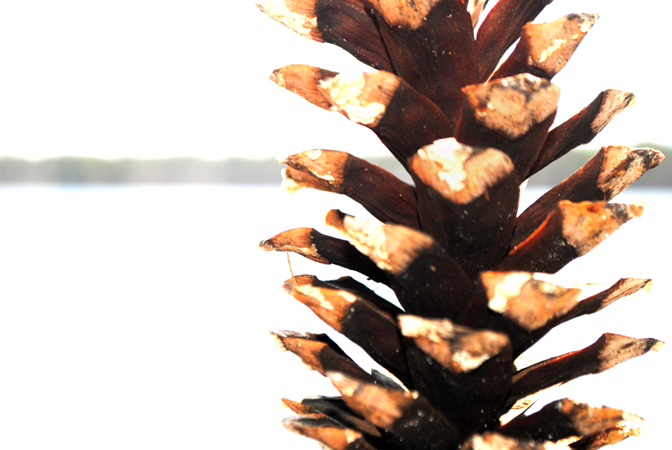 Amanda Markell Photography