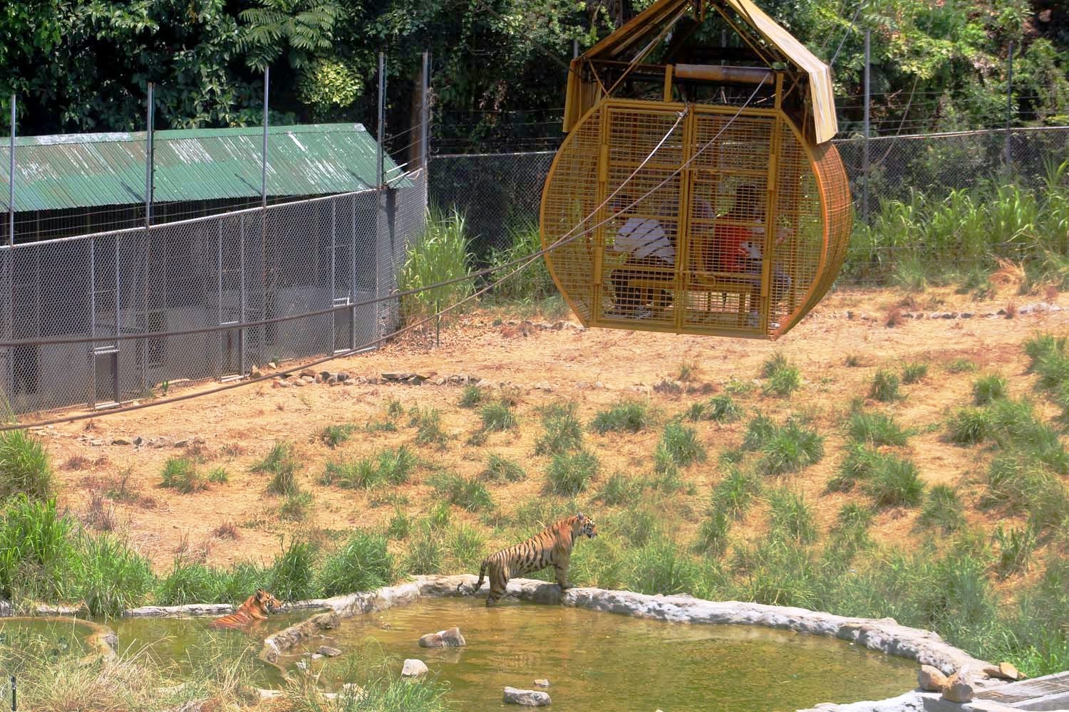 Zoobic Safari opens zipline ride through tiger den | SubicNewsLink