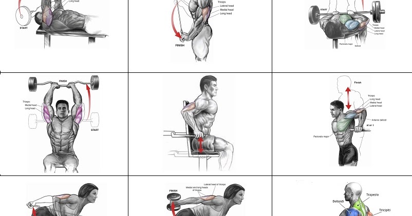 The Best Tricep Muscle Exercise Routine For Big Triceps ~ multiple fitness